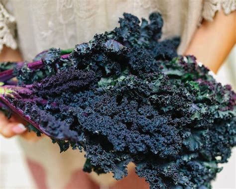 Русская листовая капуста Кейл описание и характеристика полезные свойства