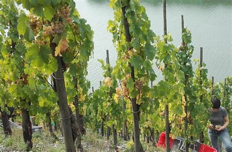 Weine vom Weingut Weiser Künstler online kaufen