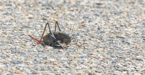 how to get rid of mormon crickets