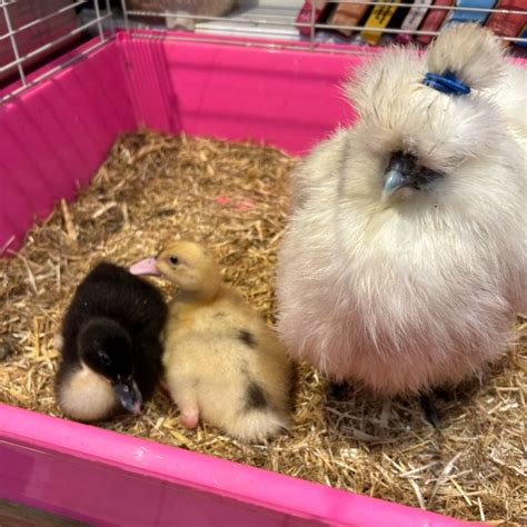 Emma Rouse Fcim On Linkedin Storytelling