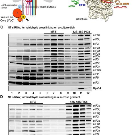 Comparison Of The Original On Dish Formaldehyde Cross Linking With Download Scientific