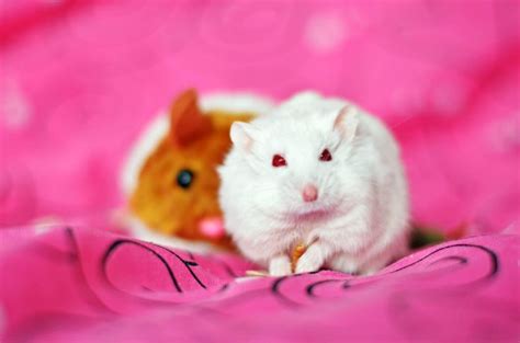 Adorable Albino Hamster Lucifer
