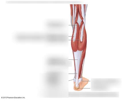 Superficial Muscles Of The Posterior Right Leg Diagram Quizlet