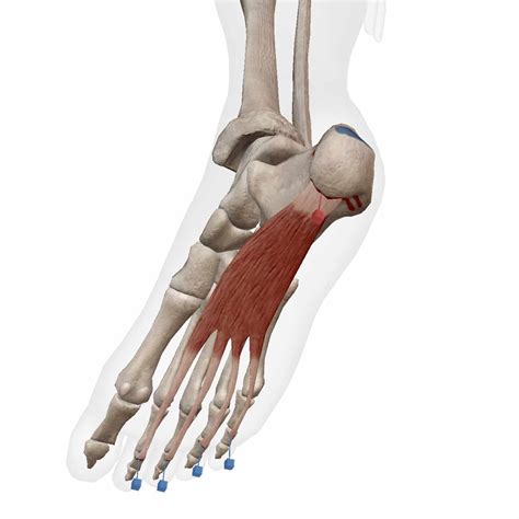 Flexor Digitorum Brevis Kettlebell Exercise Encyclopedia