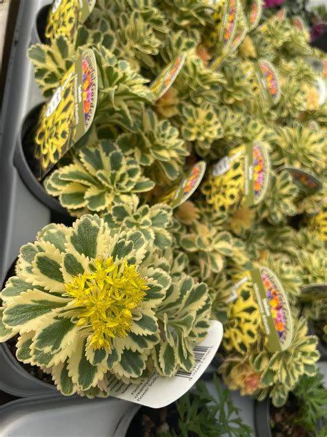 Garden Thyme Hassocks Hassocks