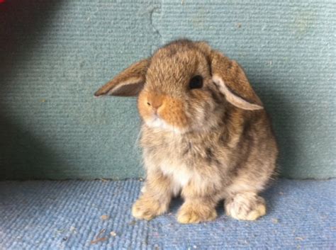 Rabbits For Sale In Singapore Sold Cute Chestnut Holland Lop 4weeks