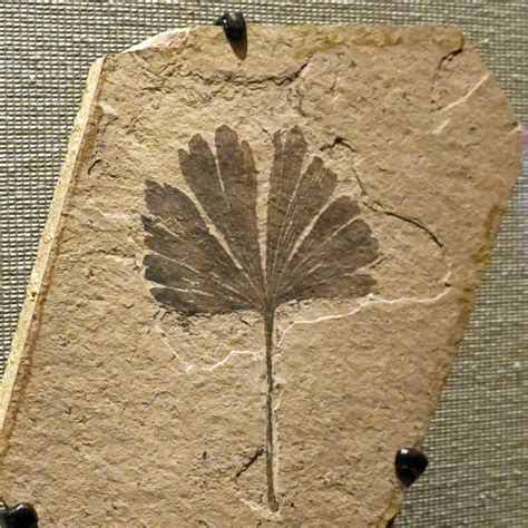 Ginkgo Leaf Fossil Regenaxe