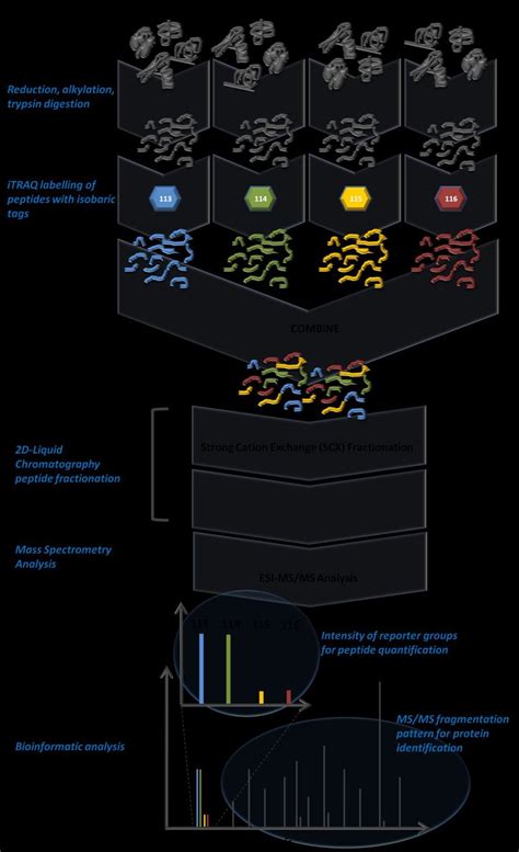 3 4 Itraq Work Flow The Protein Samples Were Alkylated Digested And