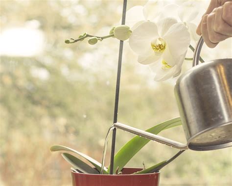 How To Treat Orchid Root Rot And Prevent Future Infections