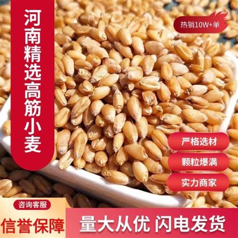 小麦生长周期多少天？ 惠农网