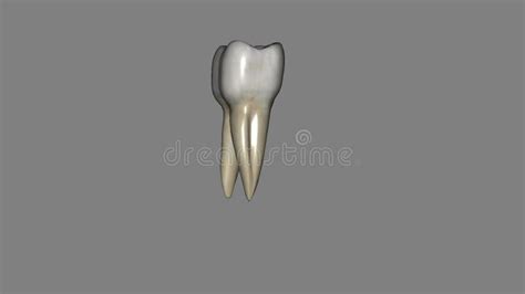 The Mandibular Second Molar Resembles The Mandibular First Permanent