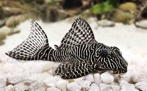 Best Pleco Cave The Ultimate Pleco Cave Guide Fish Laboratory