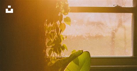 흰 창 근처 노란 꽃 사진 Unsplash의 무료 플레어 이미지