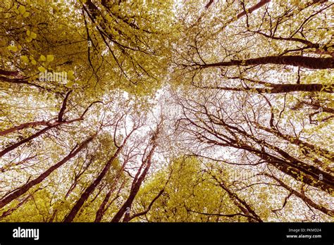Abstract Autumn Tree Canopy Stock Photo Alamy