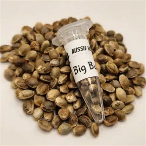 Buy Big Bud Cannabis Seeds In Australia Aussie Hemp Seeds