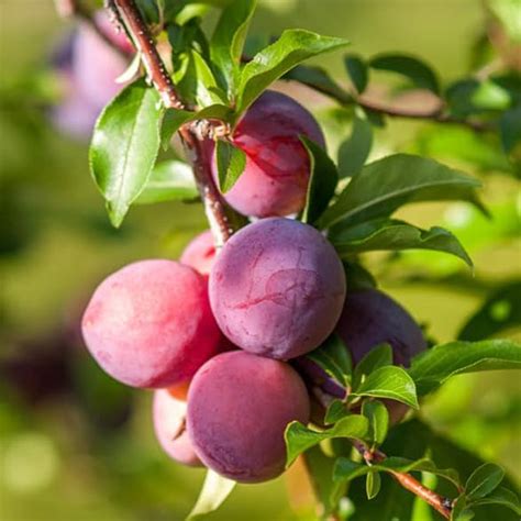 Beach Plum Fruit Tree Shrub Seeds Haiyiplants