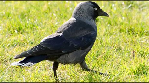 Jackdaw Bird Call Bird Song - YouTube