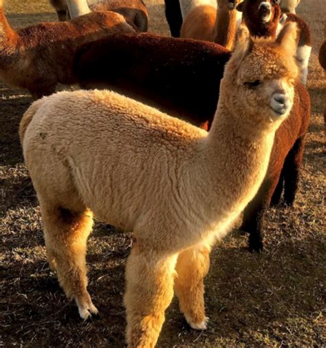 New Groove Alpacas Male Companion Package Openherd