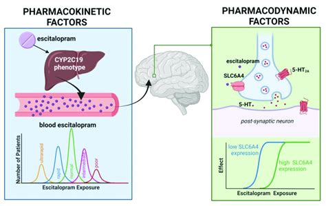 Multiple Factors Influence The Efficacy And Side Effect Profile Of Download Scientific Diagram