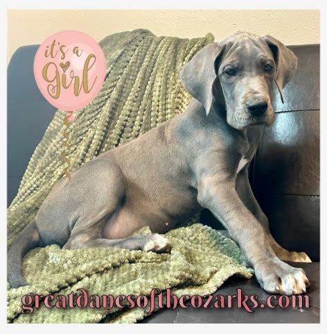 AKC Full Euro Blue Female Great Dane Great Dane Puppies For Sale In