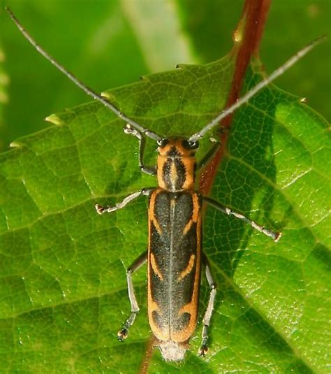 Saperda Imitans Male Bugguide Net