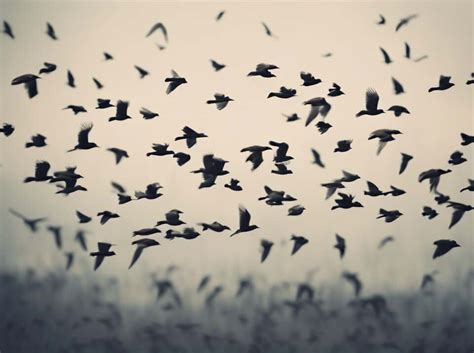 How Do Birds Protect Themselves Survival Strategies