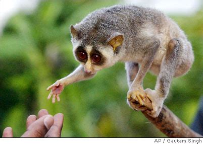 Silk Safari: Meet the Loris :)