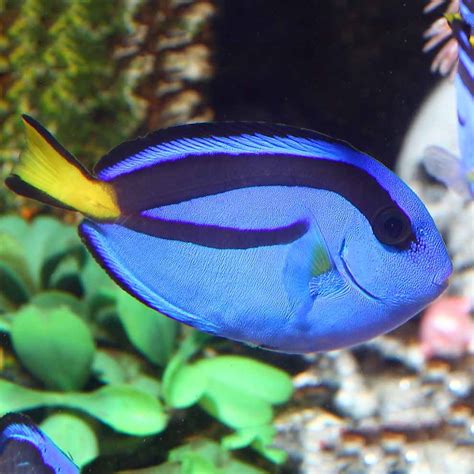 Regal Tang Fast Professional Service Abyss Aquatics