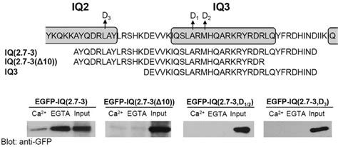 Characterization Of Novel Calmodulin Binding Domains Within Iq Motifs Of Iqgap1 Pmc
