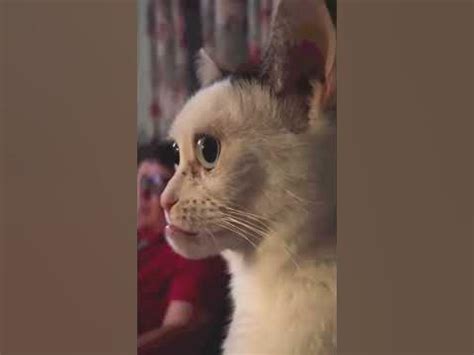 Chad Cat Mogging The Entire Planet Youtube