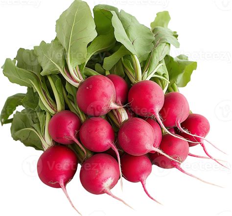 Radish Vegetable Isolated Raphanus Sativus Clipart Bundle Of Healthy