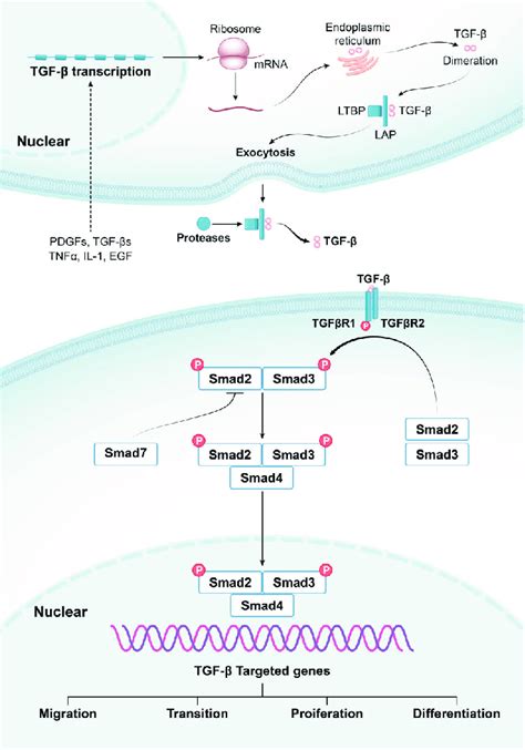 Overview Of Canonical Tgf βsmad Signaling Pathway Various Cytokines