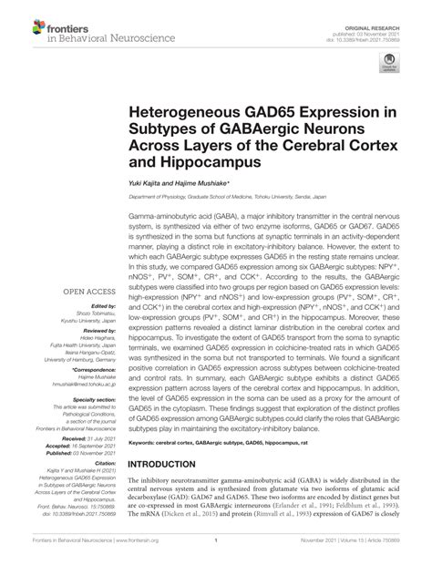 Pdf Heterogeneous Gad65 Expression In Subtypes Of Gabaergic Neurons