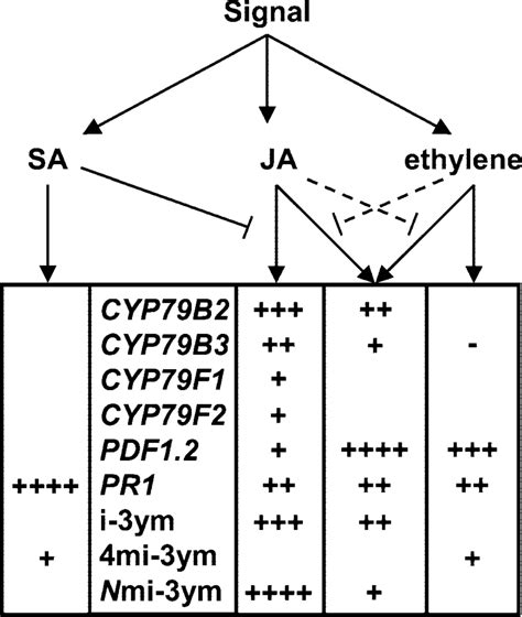Signal Transduction Pathways And Their Effects On Glucosinolate Download Scientific Diagram