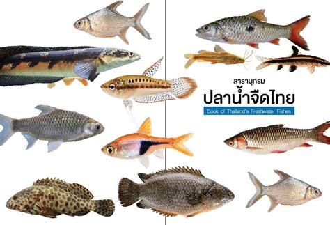 📣📣📣 สารานุกรมปลาน้ำจืดไทย Book Of ไทยควอลิตี้บุ๊คส์ Facebook