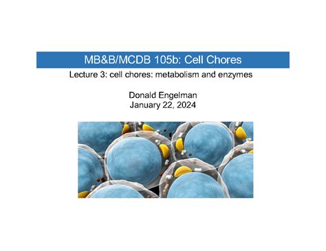 Lecture MB B MCDB B MB B MCDB B Cell Chores Lecture Cell Chores Metabolism