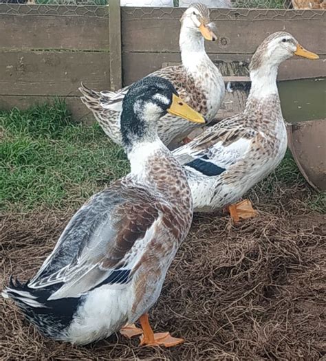 Silver Appleyard Duck Aandj Poultry