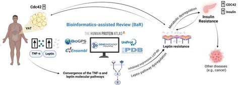 Leptin Signaling And Its Relationship With Obesity Induced Insulin
