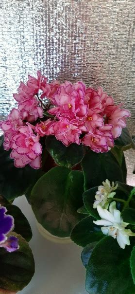 Малиновое Суфле МОРЕВ Нежно розовые махровые цветы с яркой малиновой каймой Розетка