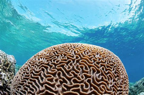 Brain Coral Reproduction La Reproduction Des Coraux Yqti