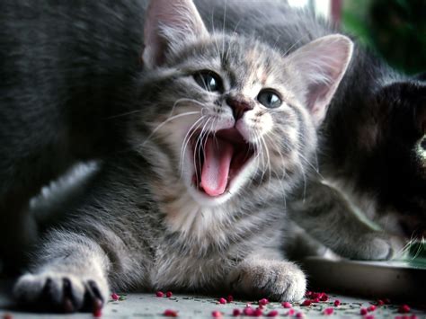 Tail Injuries In Cats First Aid For Pets