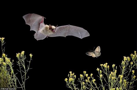 Western Bat Hunting Prey In Deschutes National Forest