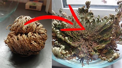 Selaginella Lepidophylla Care
