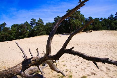 푸른 하늘 룬스 Und Drunense Duinen 네덜란드에 대한 스카치 소나무 숲 배경 모래 언덕에 죽은 건조 나무 트렁크