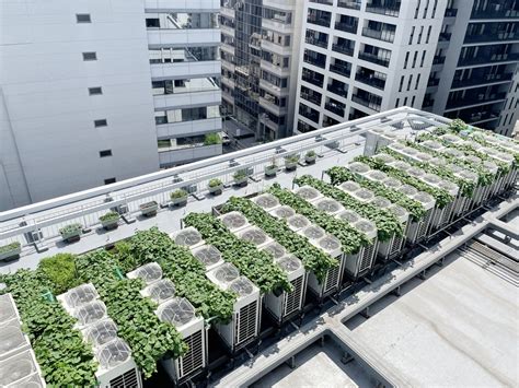 サツマイモで省エネに都心のビル屋上で広がる芋緑化 東急不動産ホールディングス株式会社