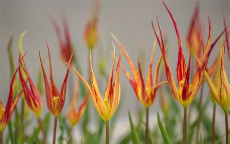 Species Tulips Beautiful Tulips To Grow The English Garden