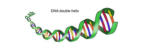 Detailed Page Of The Structure Of Dna And Its Double Helix