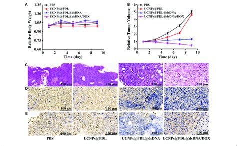 A Time Dependent Mouse Body Weight Curves Of Different Groups Of