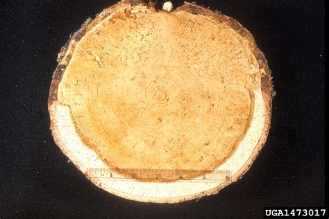 Root Rot Phellinus Hartigii