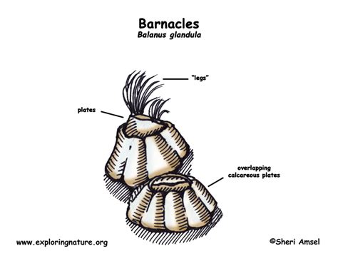 Barnacle Balanus